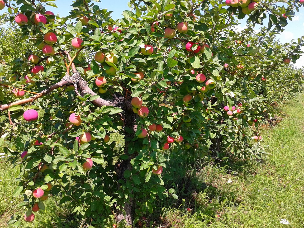 Despre Livada de mere: Despre Merele Slava Popeditelia din Moldova