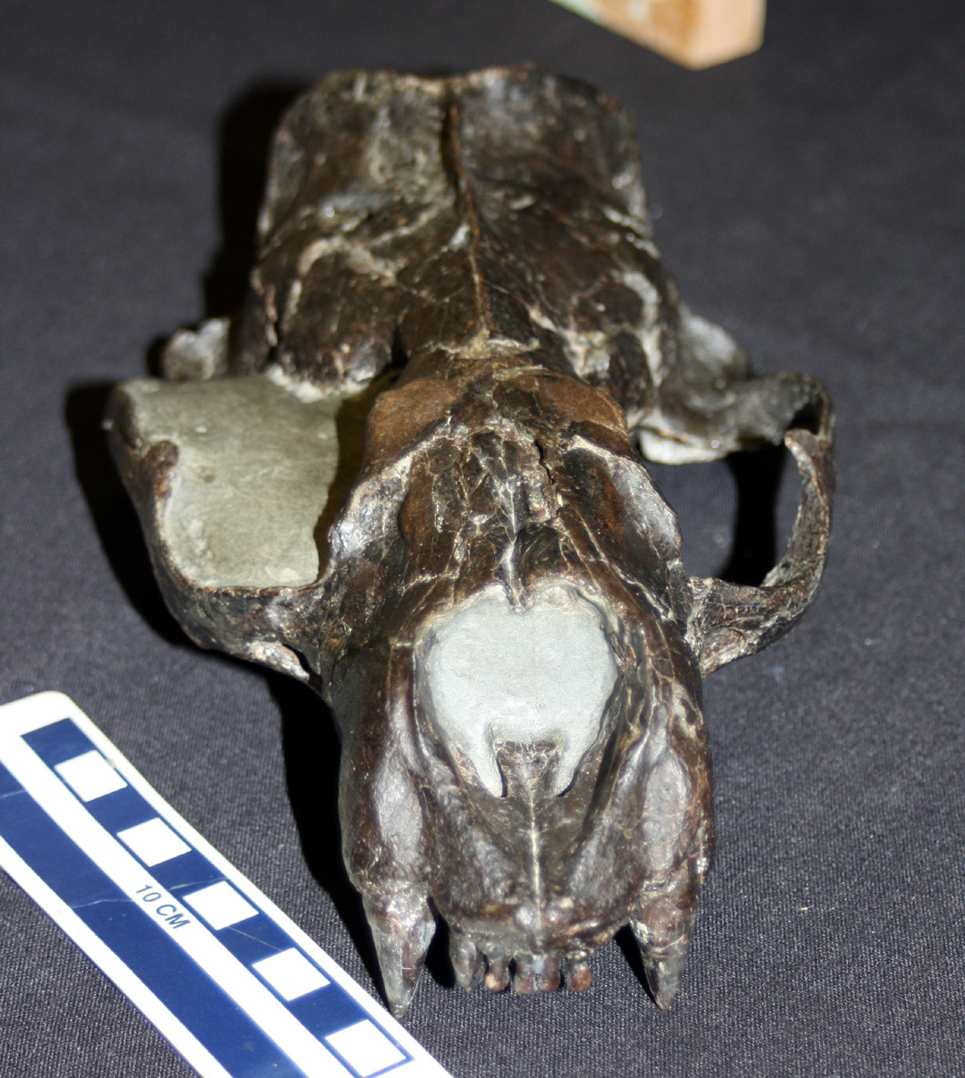 The Coastal Paleontologist: Southern California Research Trip, Part 3 ...