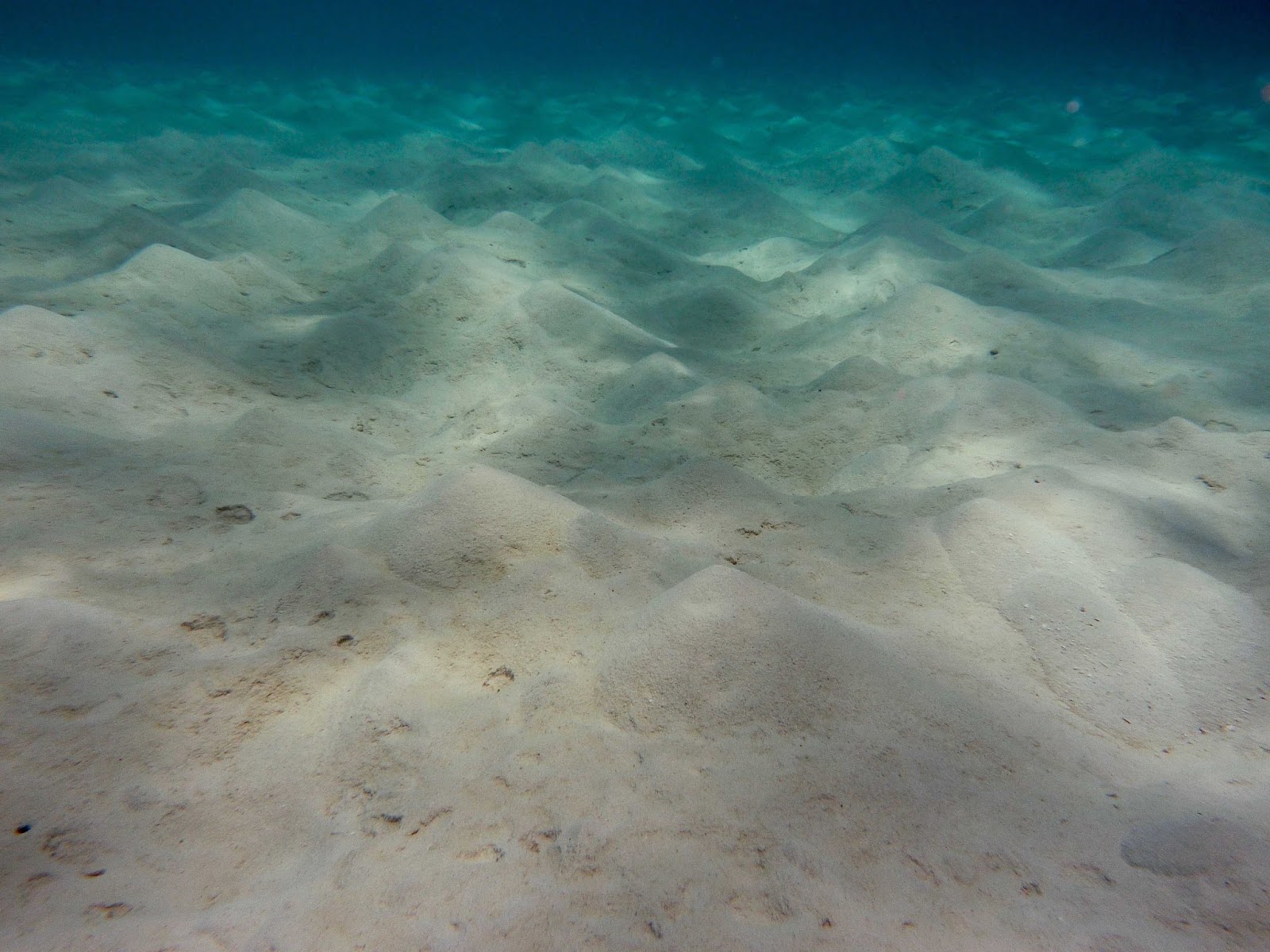 Life at the Sandy Bottom