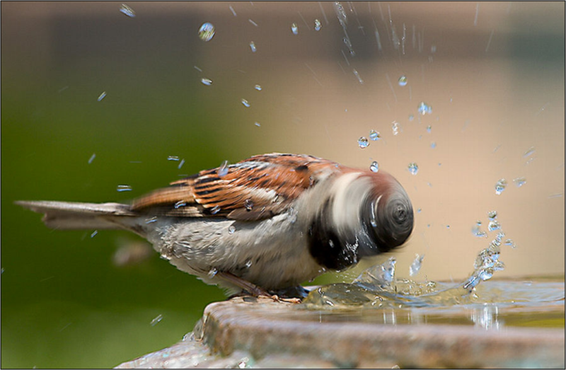 Las Fotos Mas Alucinantes: pajaro bebiendo agua