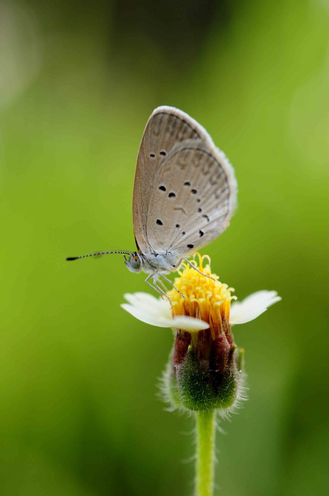 KARYA SENI HALUS: FOTOGRAFI SENI HALUS