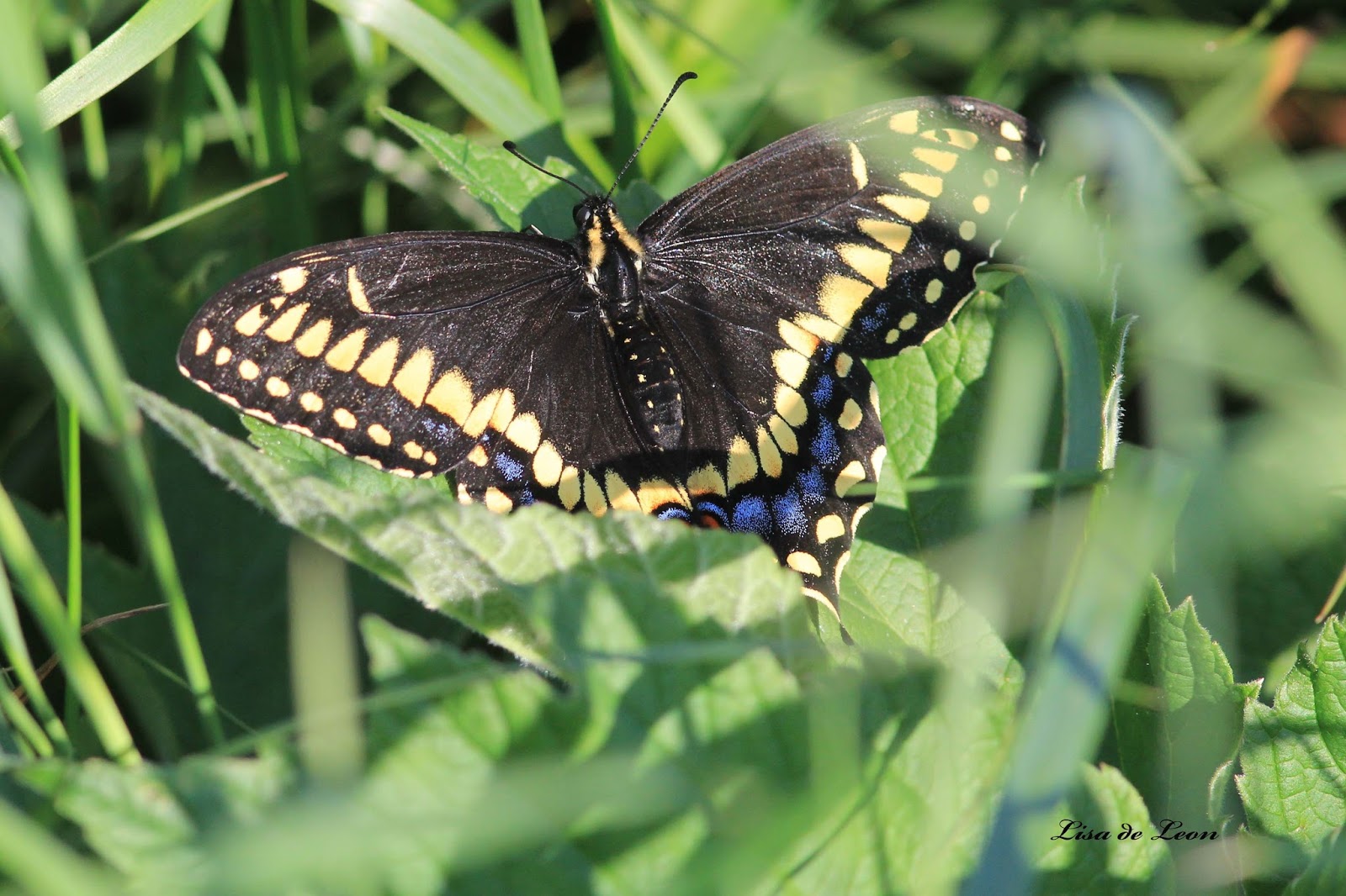 Birding with Lisa de Leon: Short-tailed Swallowtail