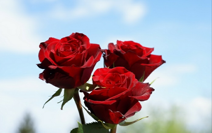 Gambar Bunga Indah dan Cantik | Kumpulan Gambar