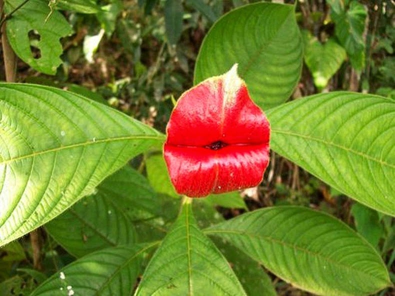 Psychotria Elata, Pohon Yang Berbunga Bibir - Sains Box