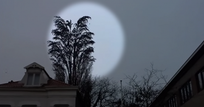 Look Closely… That’s NOT A Normal Tree! You Won’t Believe What This Man ...