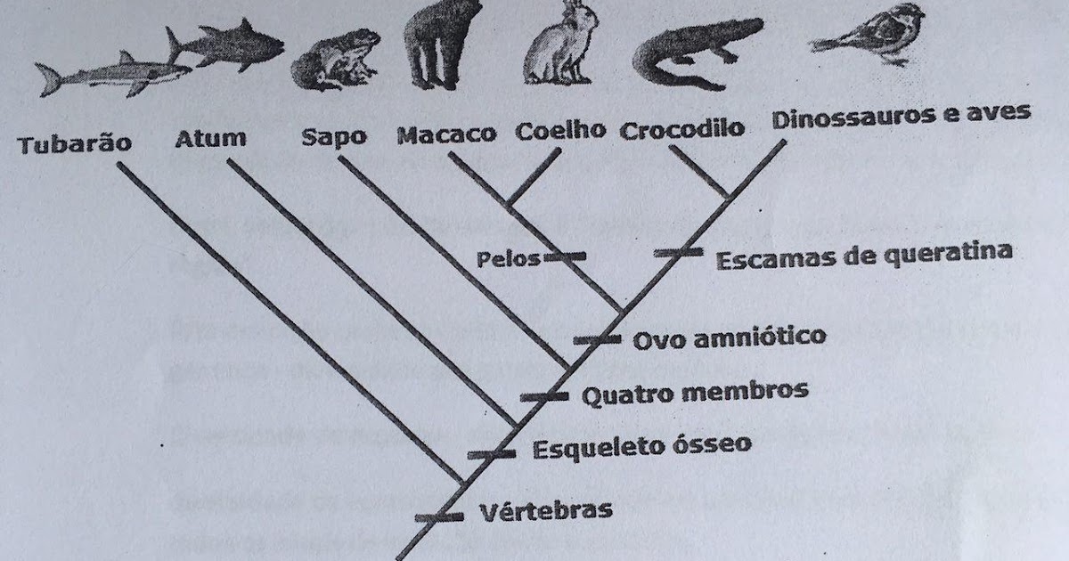Blog Biologia: Cladogramas - Exercício