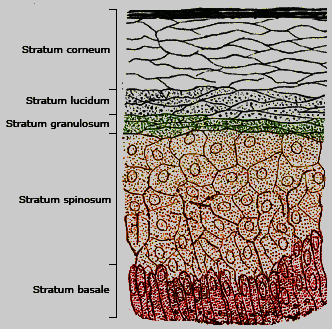 Stratum granulosum definition - Stratum granulosum layer function | the ...