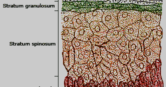 Stratum granulosum definition - Stratum granulosum layer function | the ...