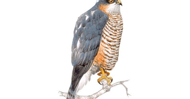 El Cajón del Maestro: Gavilán Común