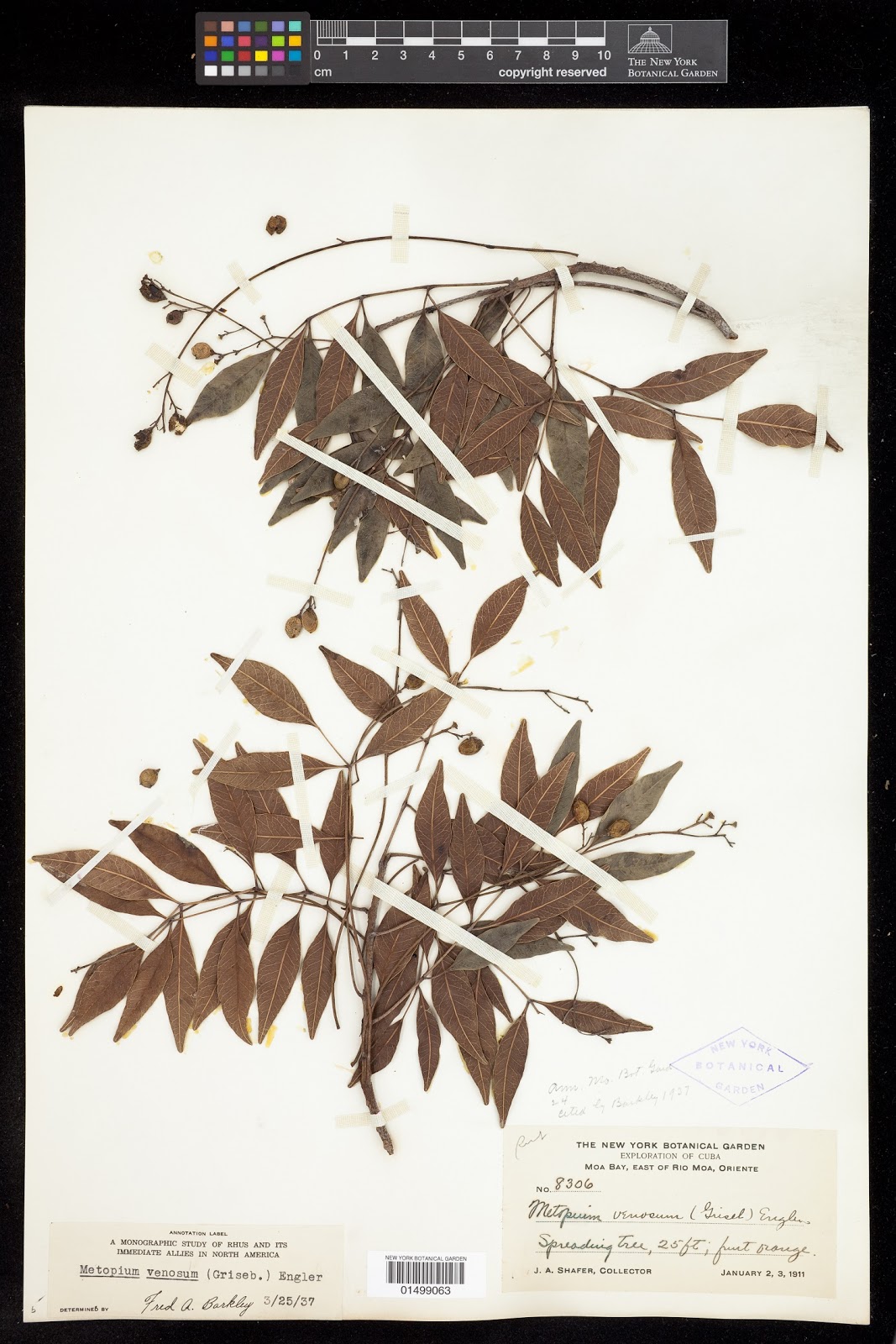 Flora del Caribe : ANACARDIACEAE METOPIUM VENOSUM