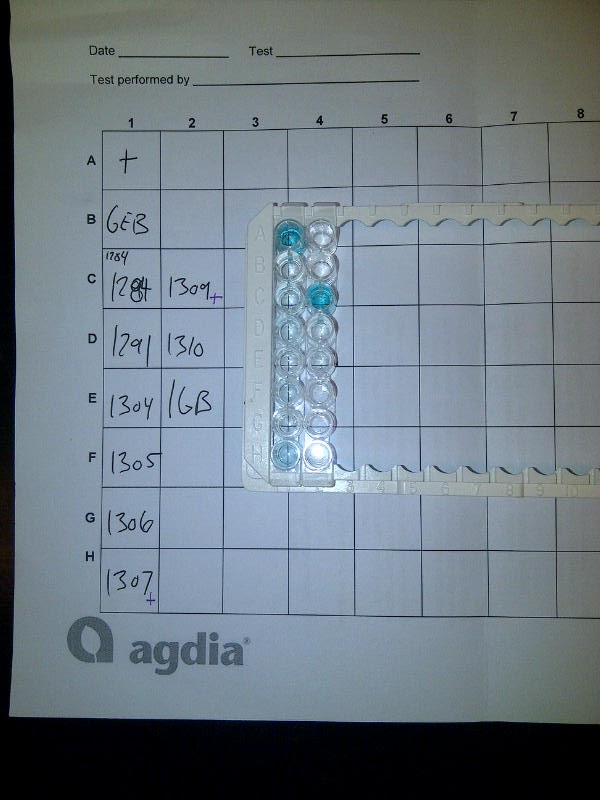 University of Illinois Plant Clinic: Bacterial Leaf Scorch Testing at ...