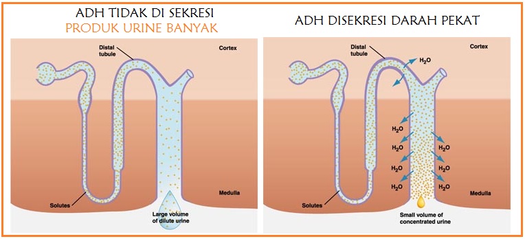 BIOLOGI GONZAGA: ANTI DIURETIKA HORMON (ADH)