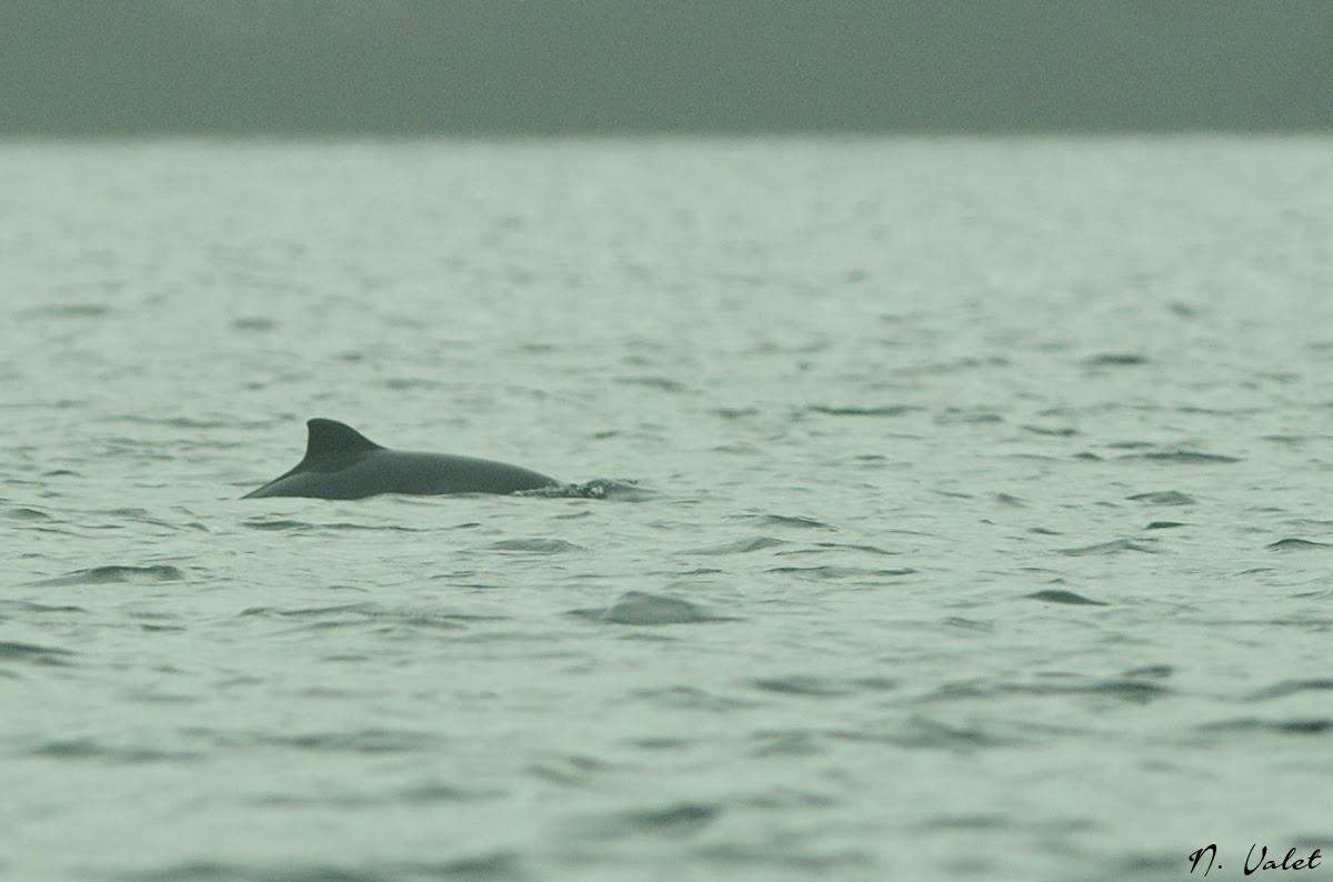 Fauneo: Marsouin commun à Dunkerque