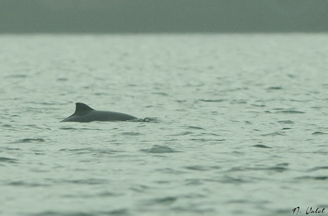 Fauneo: Marsouin commun à Dunkerque