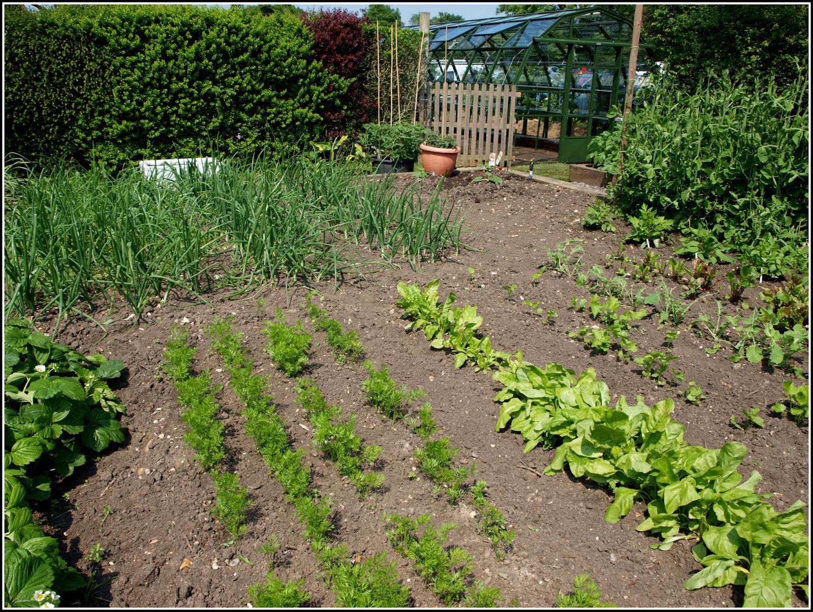 Mark's Veg Plot: Dipley Mill