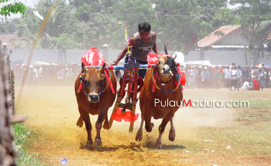 Galeri Foto Kerapan Sapi Madura 2015 - Gerbang Pulau Madura