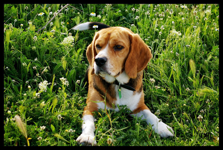 Los Bababus según yo. El origen del perro y sus razas.: EL ÁRBOL ...