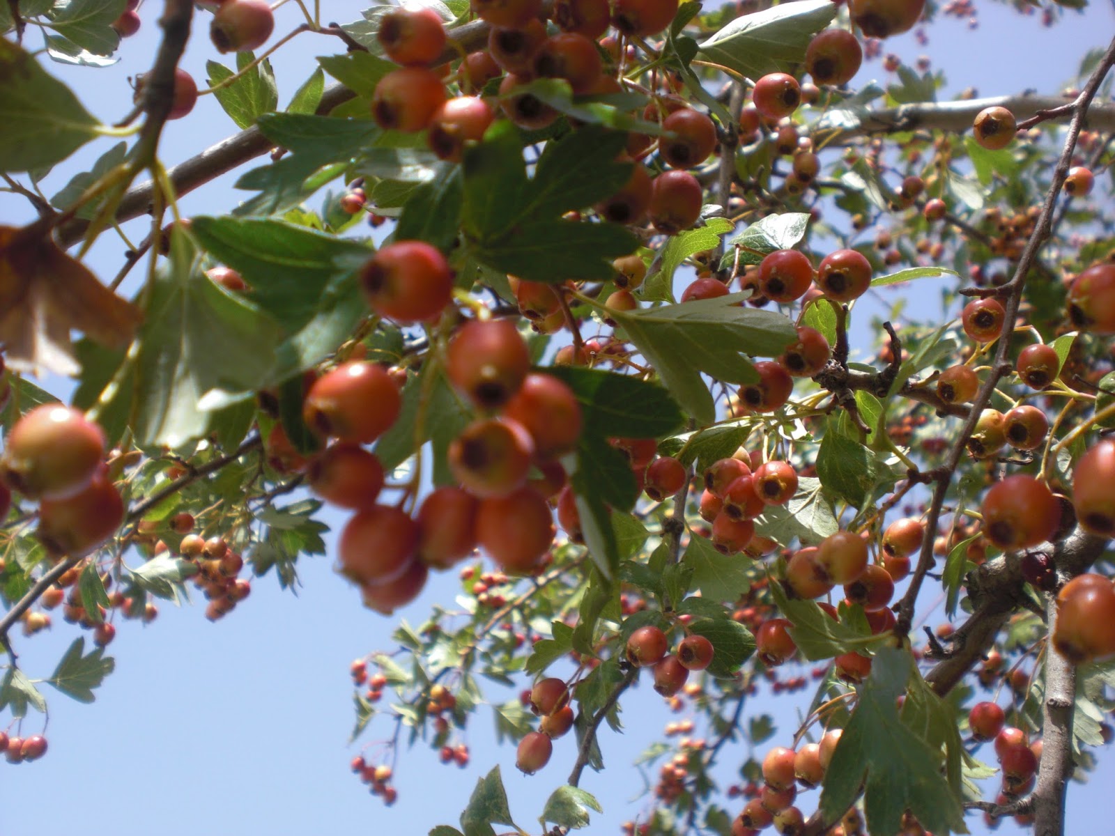 Perfumes y luces de Extremadura: Frutos del majuelo. Crataegus monogyna ...