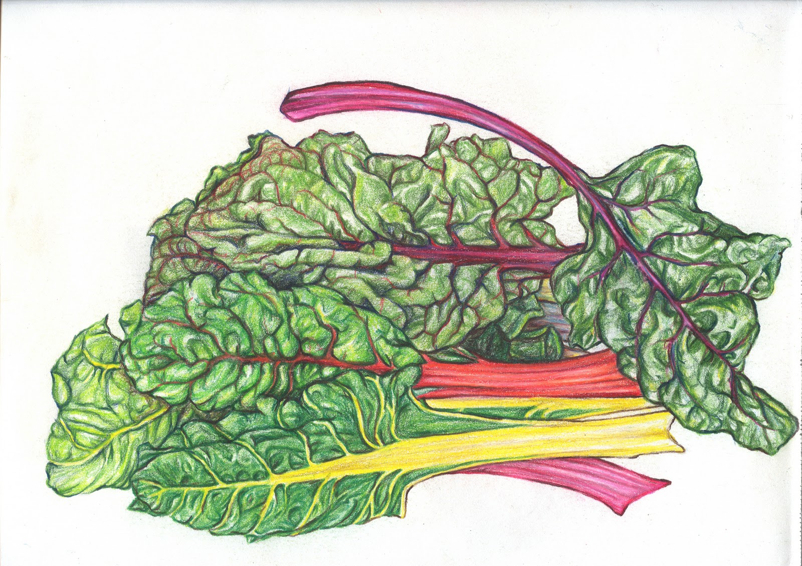 Swiss Chard Drawing at Scott Sommer blog
