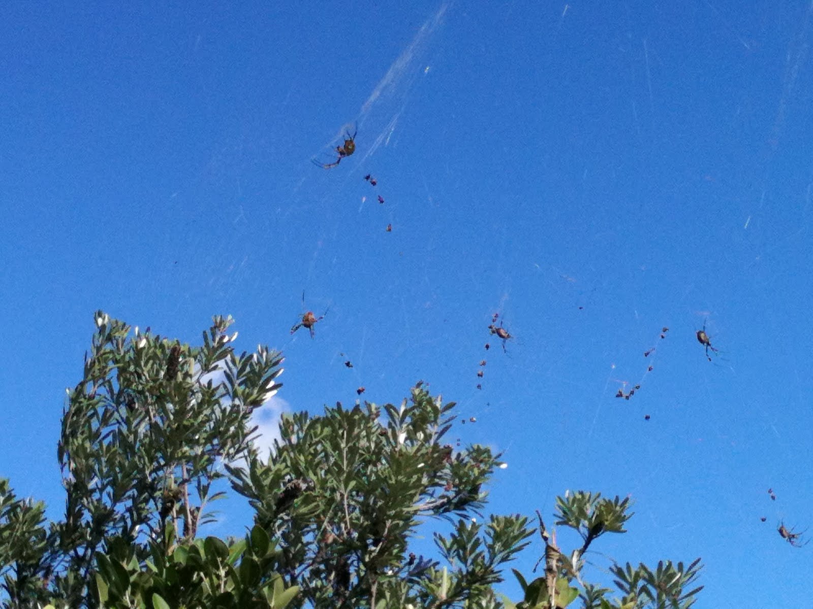 RE3.org: My Trip to Australia, Part 5: The Great Outdoors