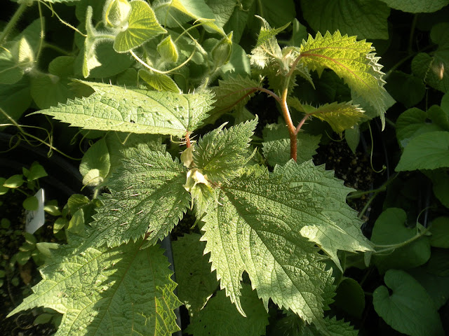 Scirpidiella's Plants: Giant Asian Nettles (Girardinia spp.)