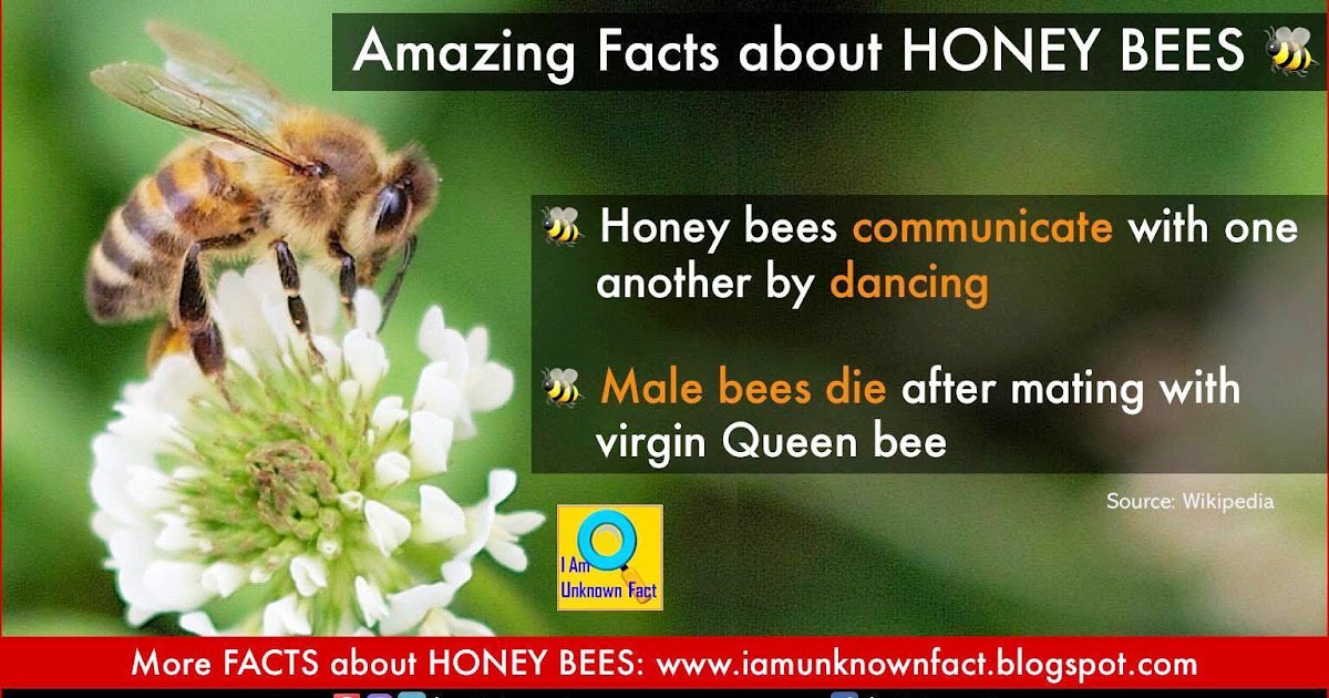 Amazing Facts about HONEY BEES