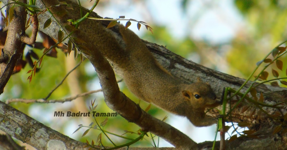 Ciri, Perilaku, dan Klasifikasi Bajing Kelapa - Belajar Bersama