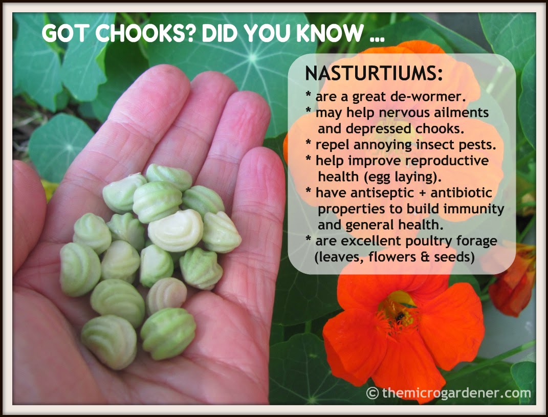 Eudlo Seed Savers Group