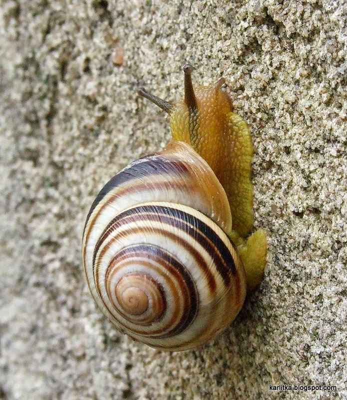 Cały świat Karli: Ślimak, ślimak pokaż rogi!!