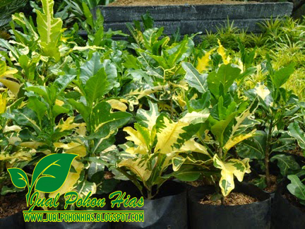 JUAL POHON PURING TERANG BULAN | JUAL TANAMAN HIAS | TUKANG TAMAN MURAH ...