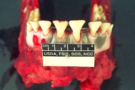 Dairy Farming: Using Dentition to Age Cattle