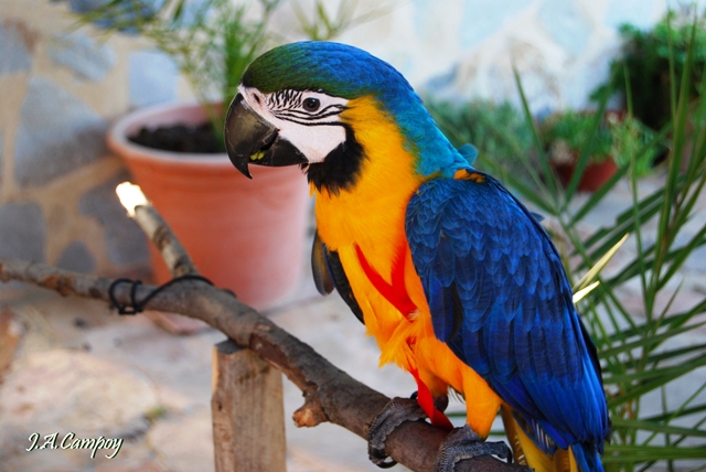 Fotos J.A. Campoy: UN BELLO ANIMAL, "LUCHO"