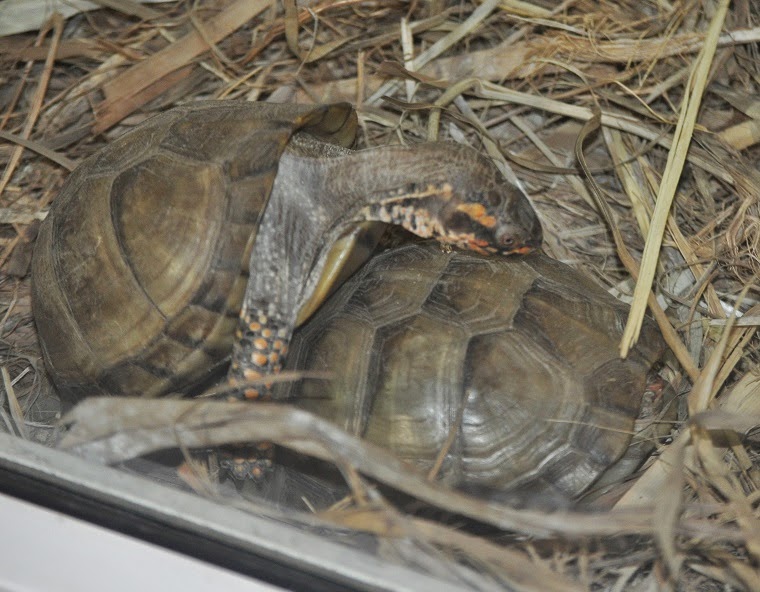 ZOOTOGRAFIANDO (6.100 ANIMALS): TORTUGA DRAGÓN / NEOTROPICAL PAINTED ...