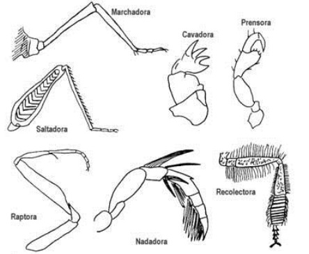 Entomologia y Aracnologia: IDENTIFICACIÓN ANATÓMICA DEL TÓRAX Y ...