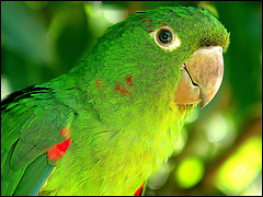 Bichos Exotic: maritaca