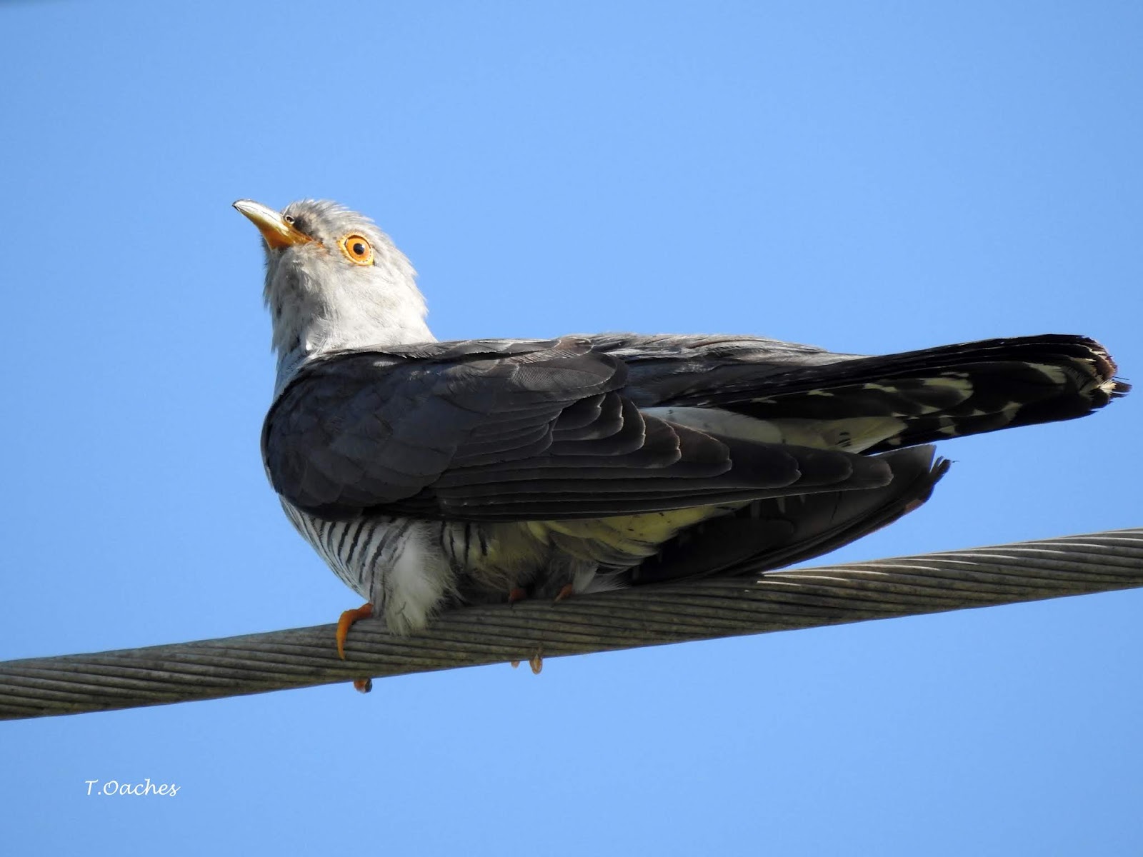 PASARI DIN ROMANIA: CUCUL (2), Cuculus canorus