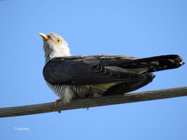 PASARI DIN ROMANIA: CUCUL (2), Cuculus canorus