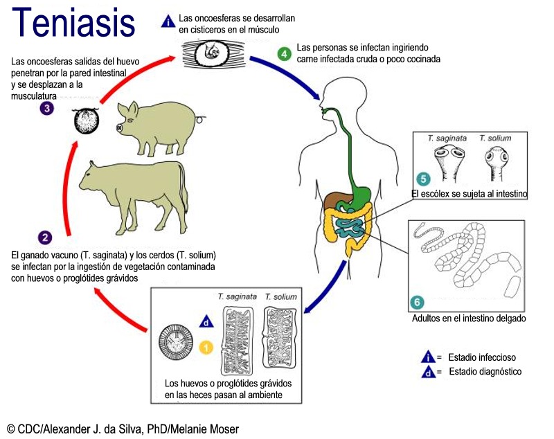 Prevención de Enfermedades: Teniasis