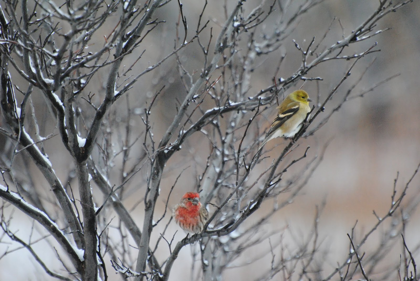 the Grabers: January birds