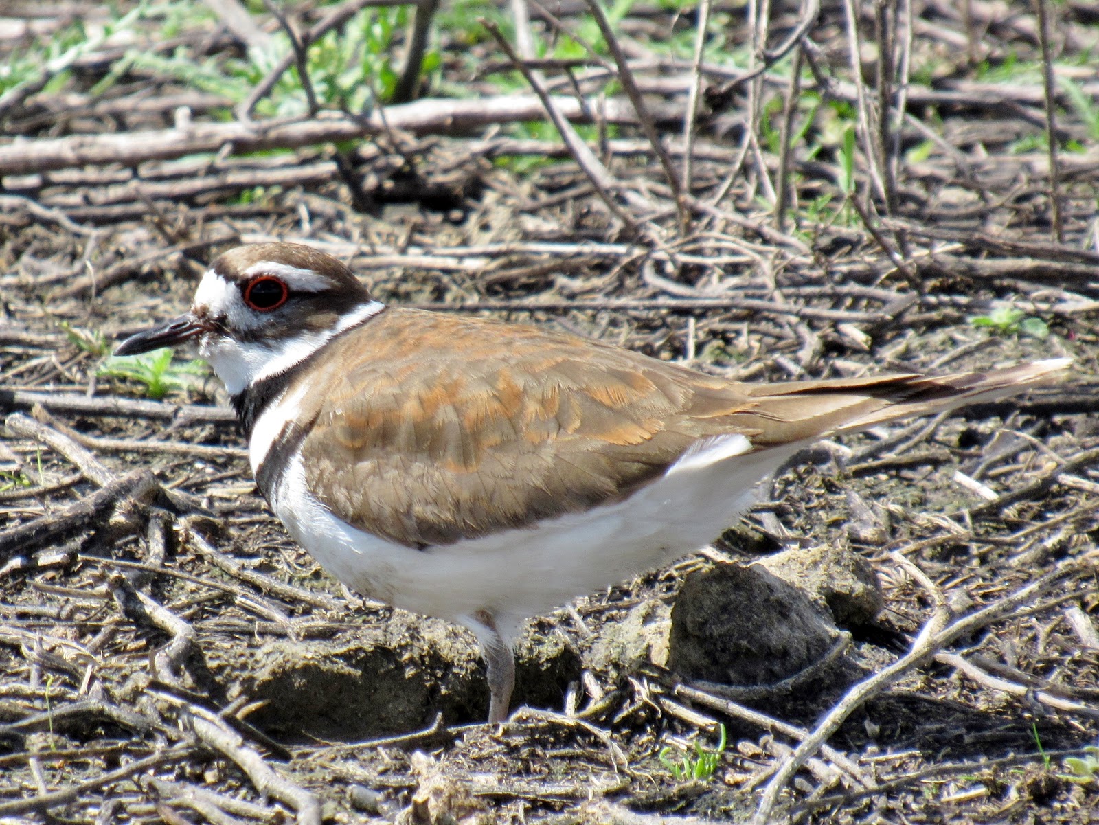 Nesting Killdeer