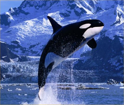 Killer Whale Orca Pictures And Facts | All Wildlife Photographs