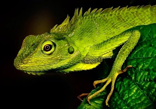 Bunglon (Bronchocela jubata)