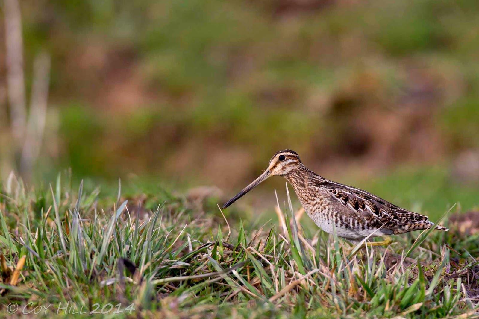 Country Captures: Snipe Hunting Anyone?