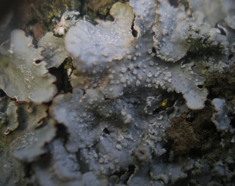 LÍQUENfreak: Primavera belga