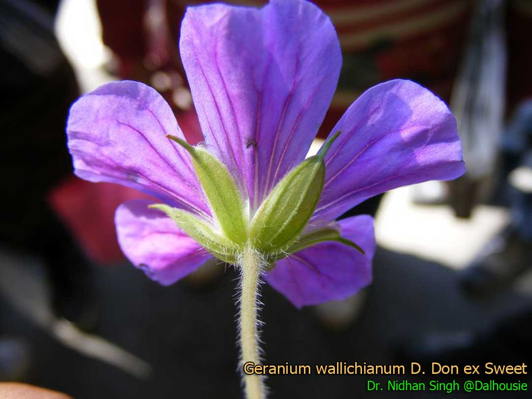 Medicinal Plants: Geranium wallichianum, Kaoashund, Ratanjot, Lal Jari ...