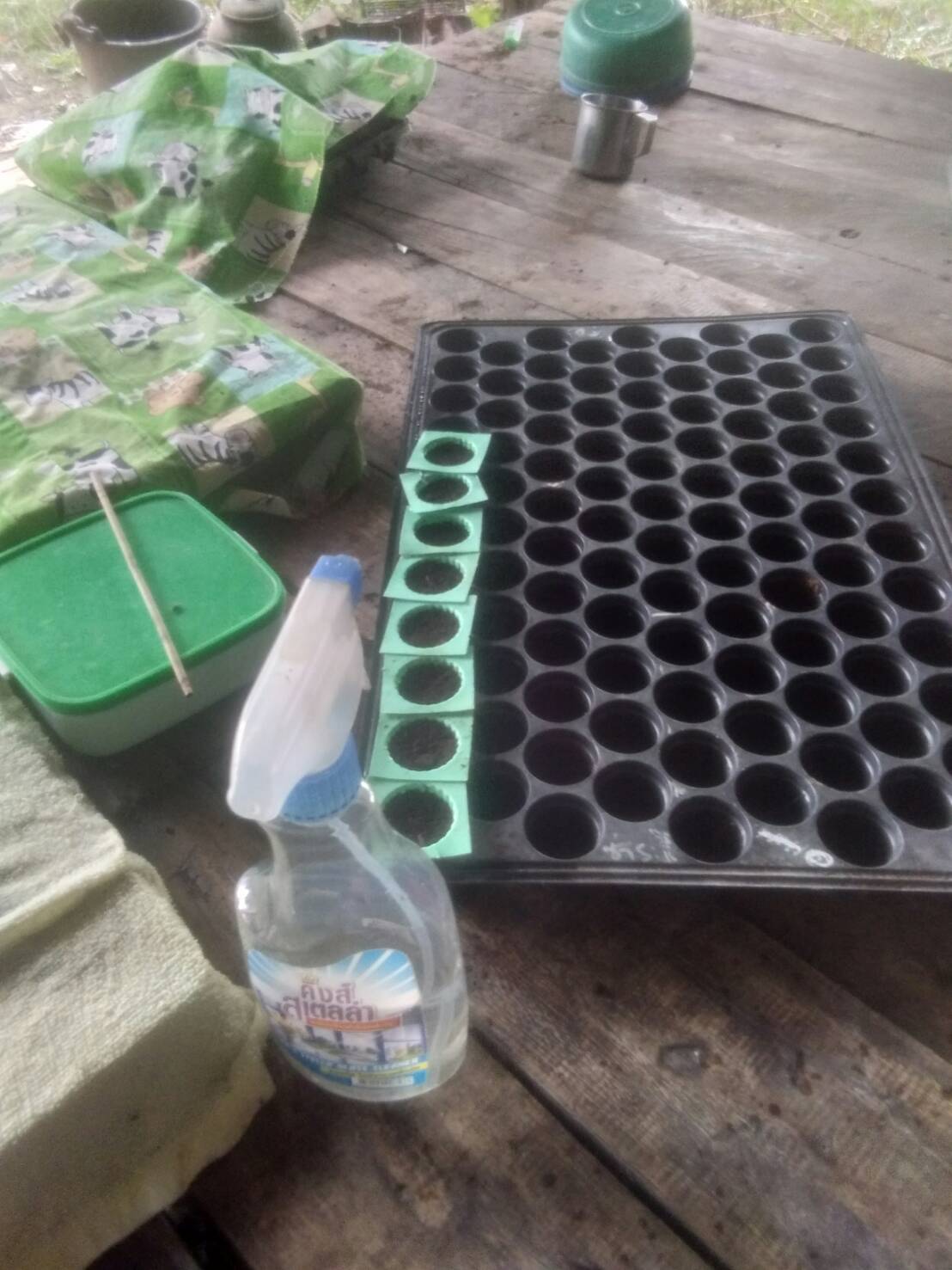 การปลูกเมล่อน Style Oji Meron: การปลูกเมล่อน Style Oji