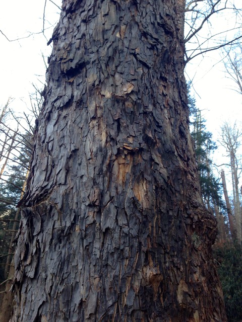 900 miles: Maddron Bald and Albright Grove Loop Trails