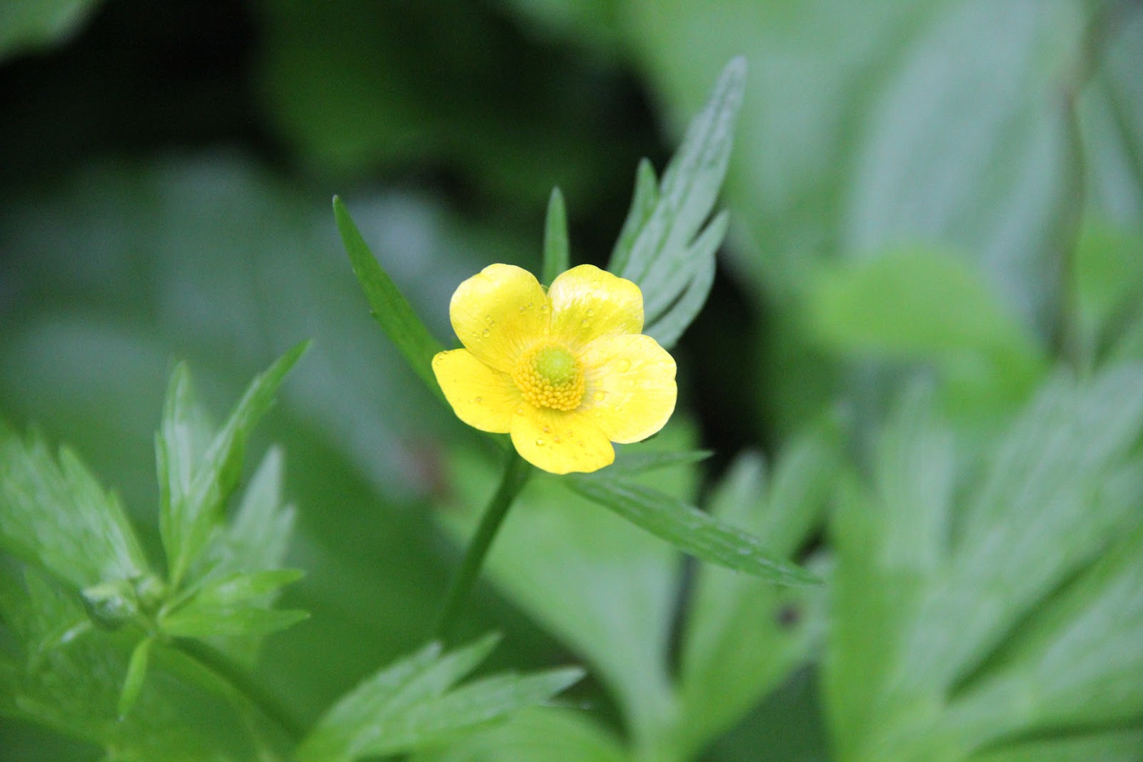 Isabella Conservation District Environmental Education Program: Native ...