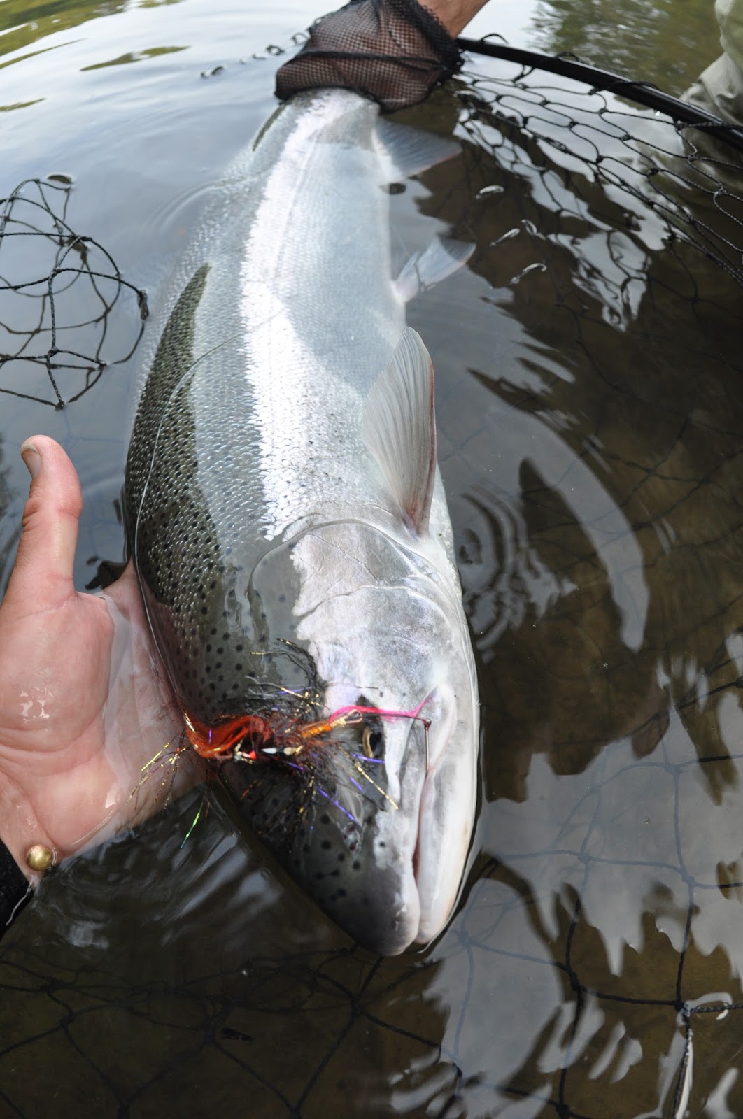 IT'S ALREADY STARTING...THE AMAZING SUMMER RUN SKAMANIA STEELHEAD!