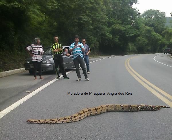 Frade Online: Cobra gigante é flagrada passeando na rio-santos próximo ...